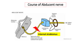 Cranial nerve III, IV and VI | PDF