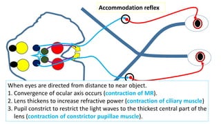Cranial Nerve Reflex Lens