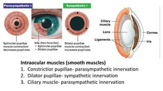 Cranial nerve III, IV and VI | PPT