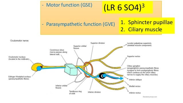 Cranial nerve III, IV and VI