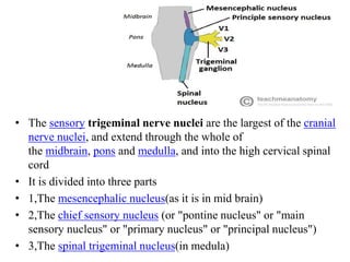cranial nerve 5.pptx
