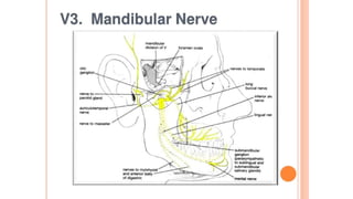 Pair_of _Cranial_nerve_ (from_ CN5_ TO_ CN8) | PPT