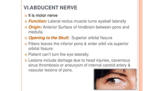 Pair_of _Cranial_nerve_ (from_ CN5_ TO_ CN8) | PPT