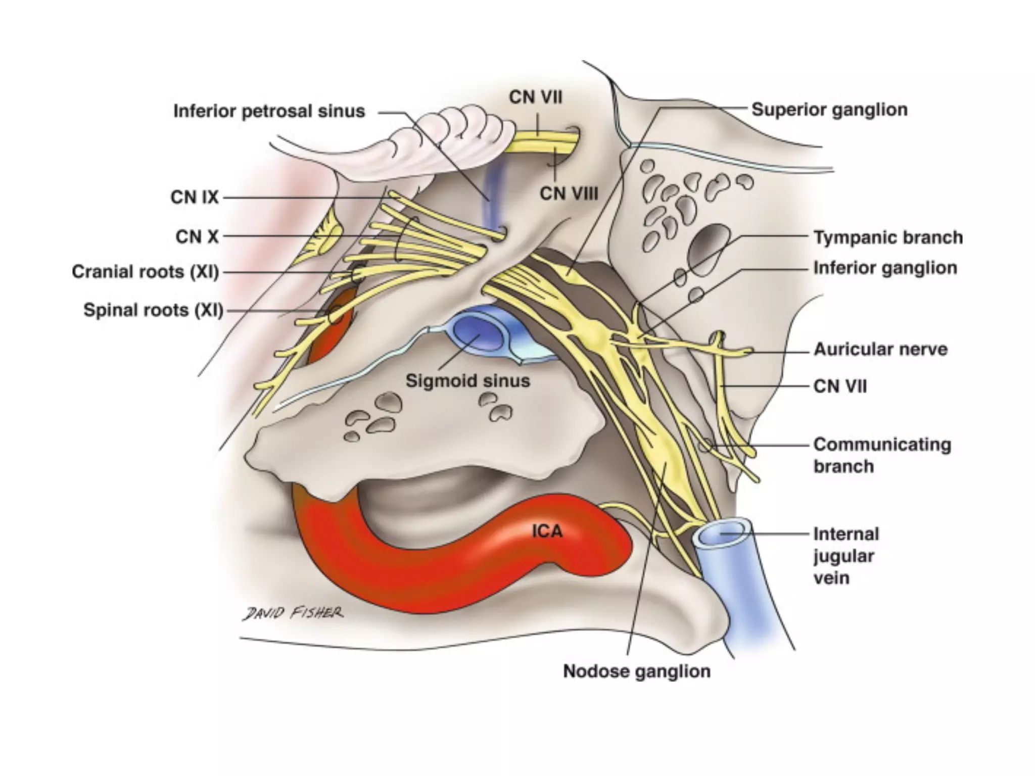 Cranial nerve 9,10,11 - By Dr Piyush, MMCH. | PDF
