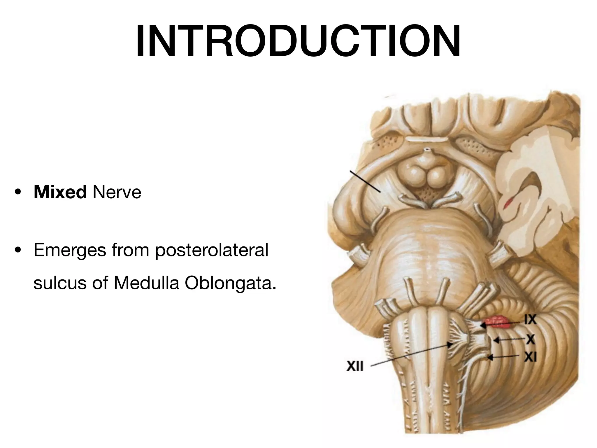 Cranial nerve 9,10,11 - By Dr Piyush, MMCH. | PDF