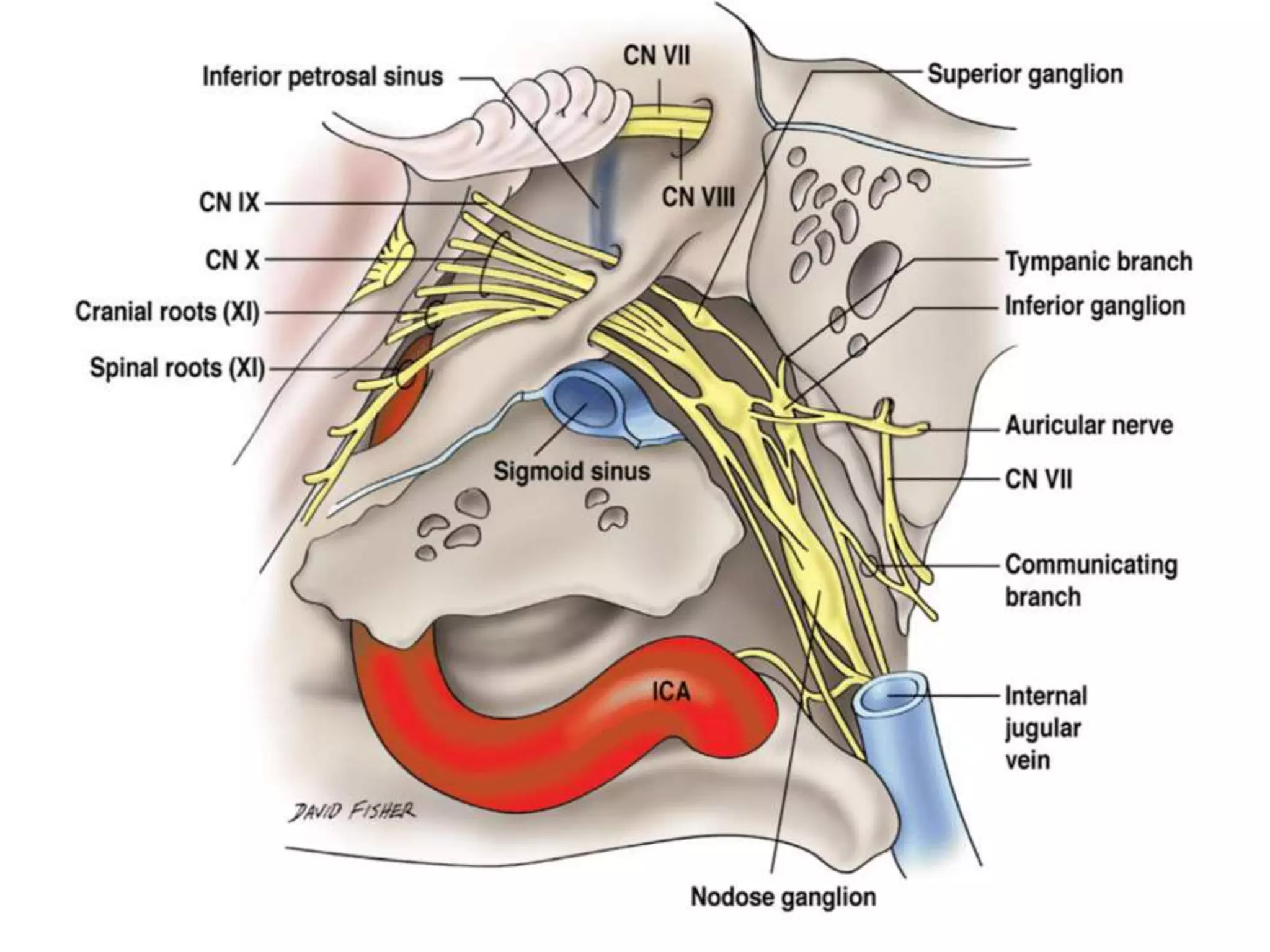 CRANIAL NERVE 9 (GLOSSOPHARYNGEAL) & CRANIAL.pptx