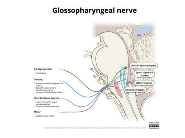 CRANIAL NERVE 9 (GLOSSOPHARYNGEAL) & CRANIAL.pptx | Ear, Nose and ...