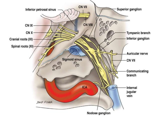 CRANIAL NERVE 9 (GLOSSOPHARYNGEAL) & CRANIAL.pptx | Ear, Nose and ...