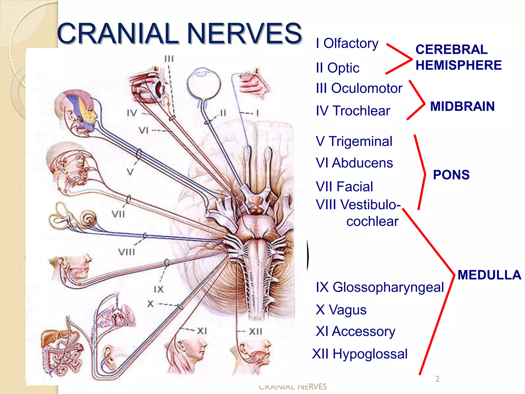 Cranial nerve assessment..Simple and Easy to perform for medics and ...