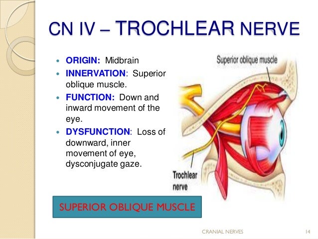 Cranial nerve assessment..Simple and Easy to perform for medics and P…