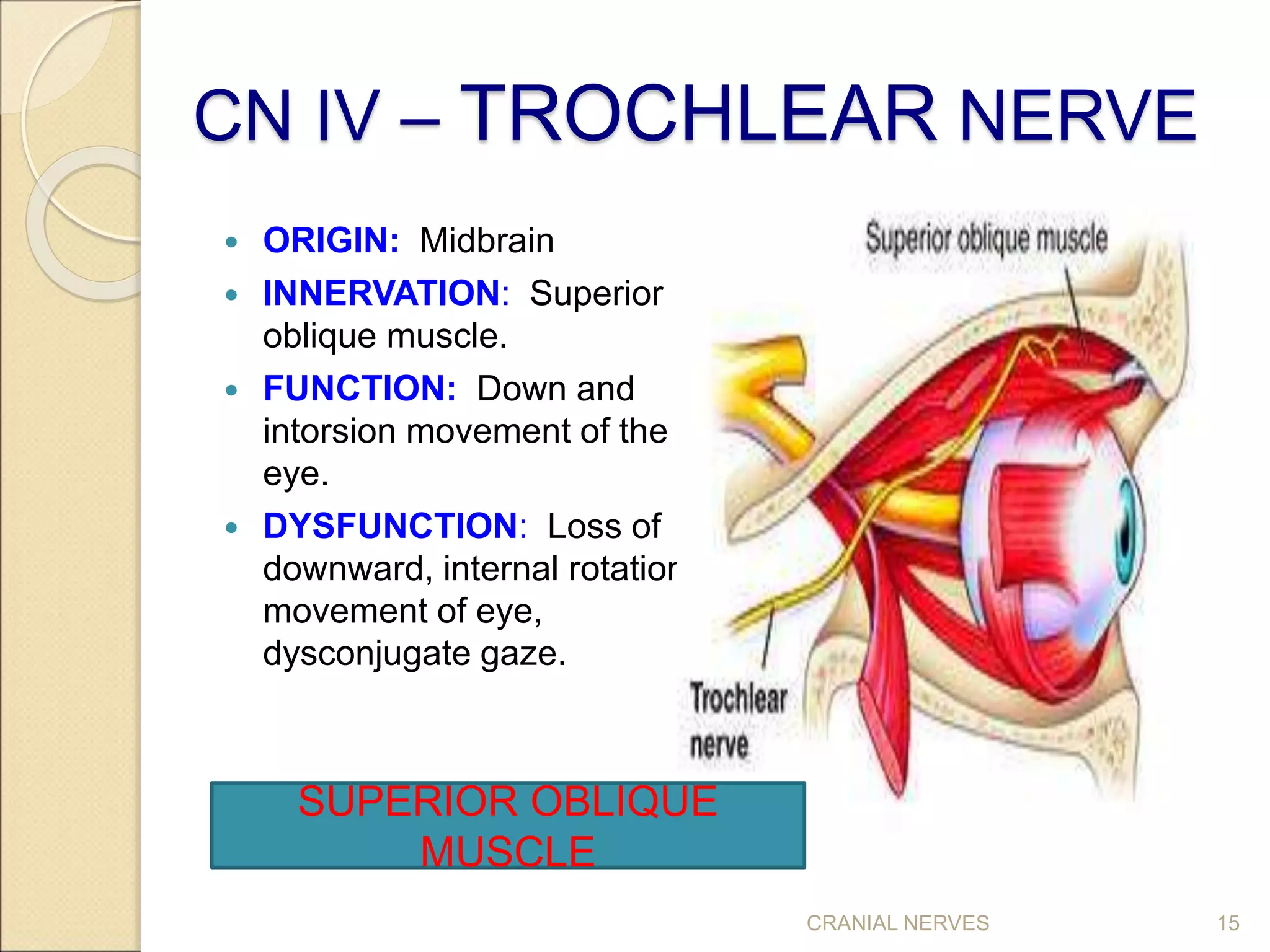 CRANIAL NERVE ASSESSMENT final.ppt