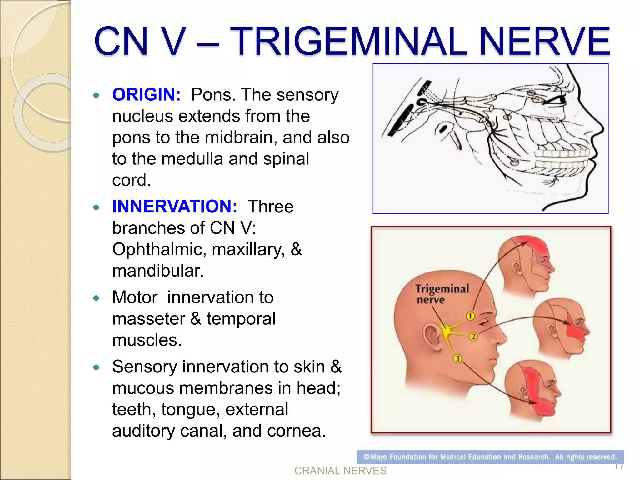 Cranial Nerve Assessment Final Ppt