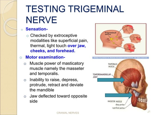 Cranial Nerve Assessment Final Ppt
