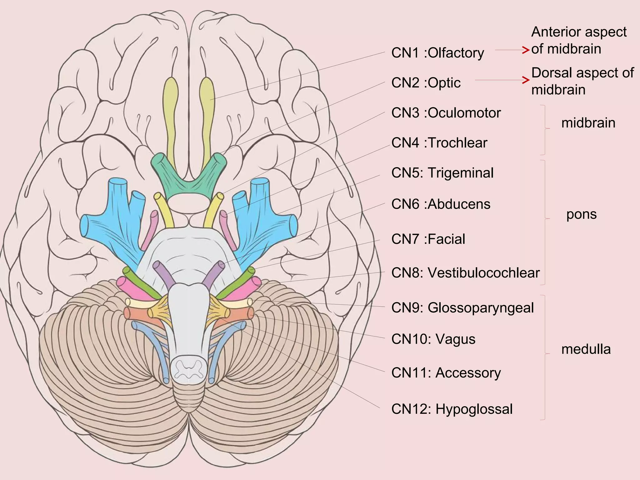 Cranial nerve examination | PPT