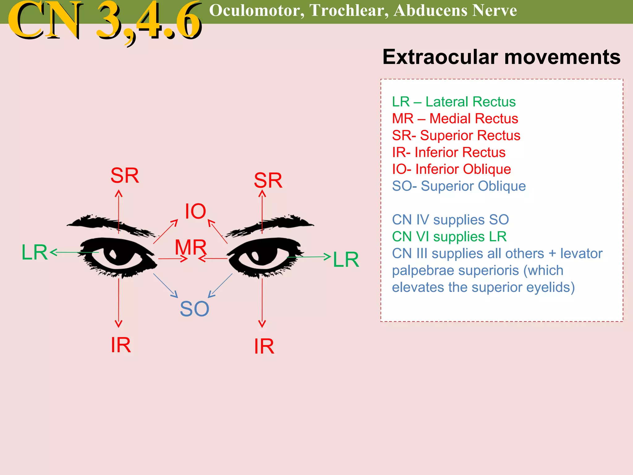 Cranial nerve examination | PPT