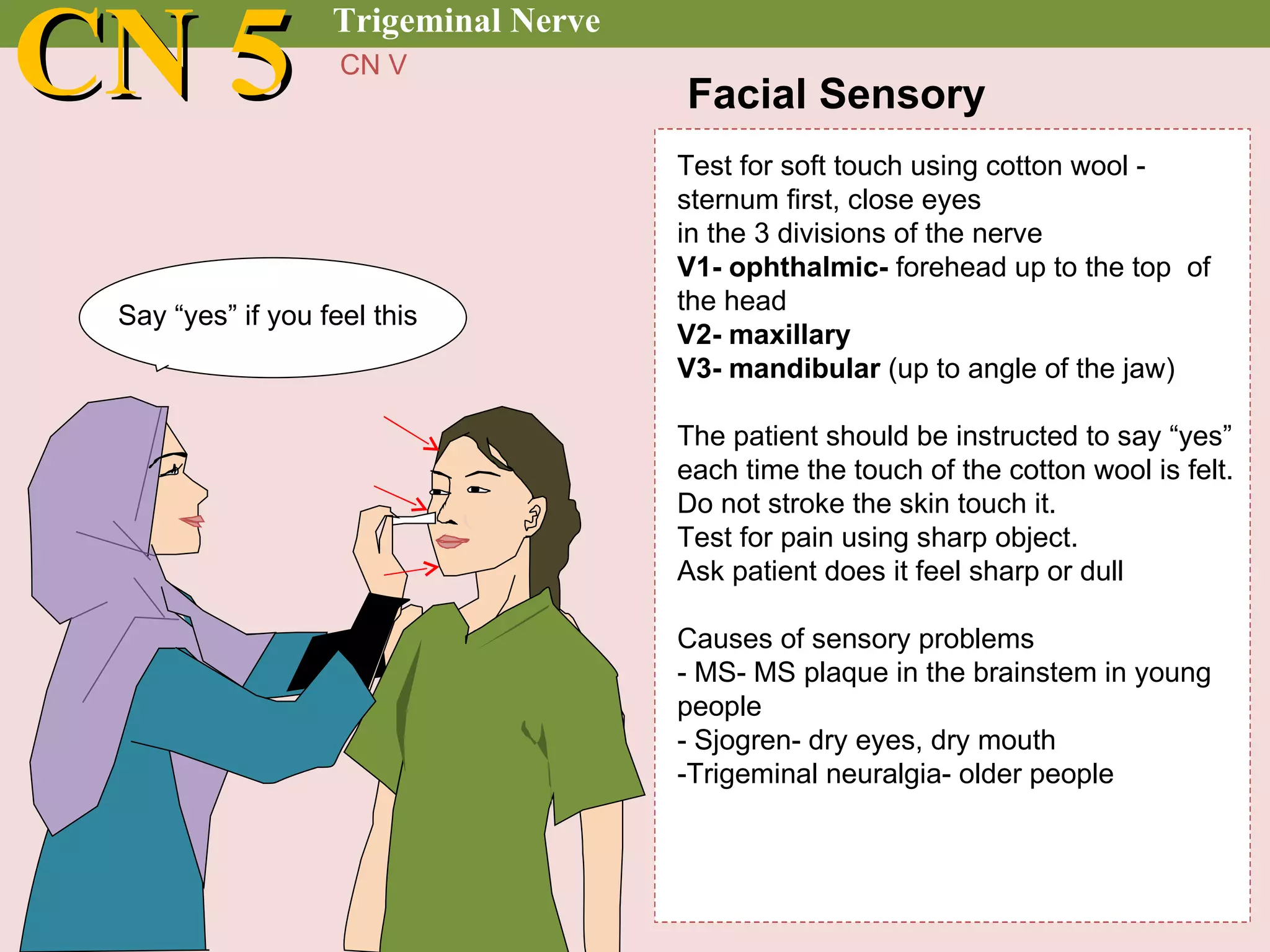 Cranial nerve examination | PPT