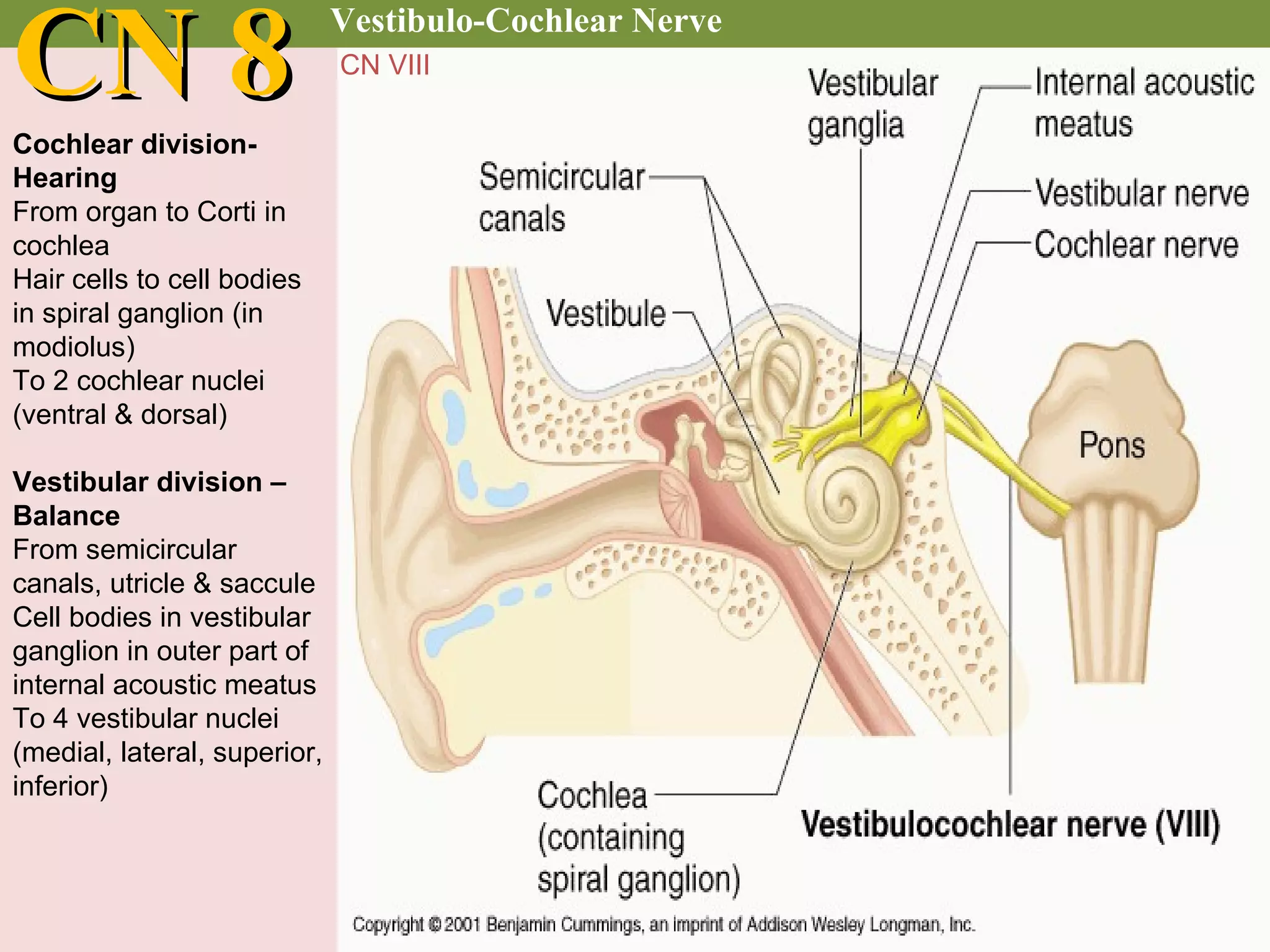 Cranial nerve examination | PPT