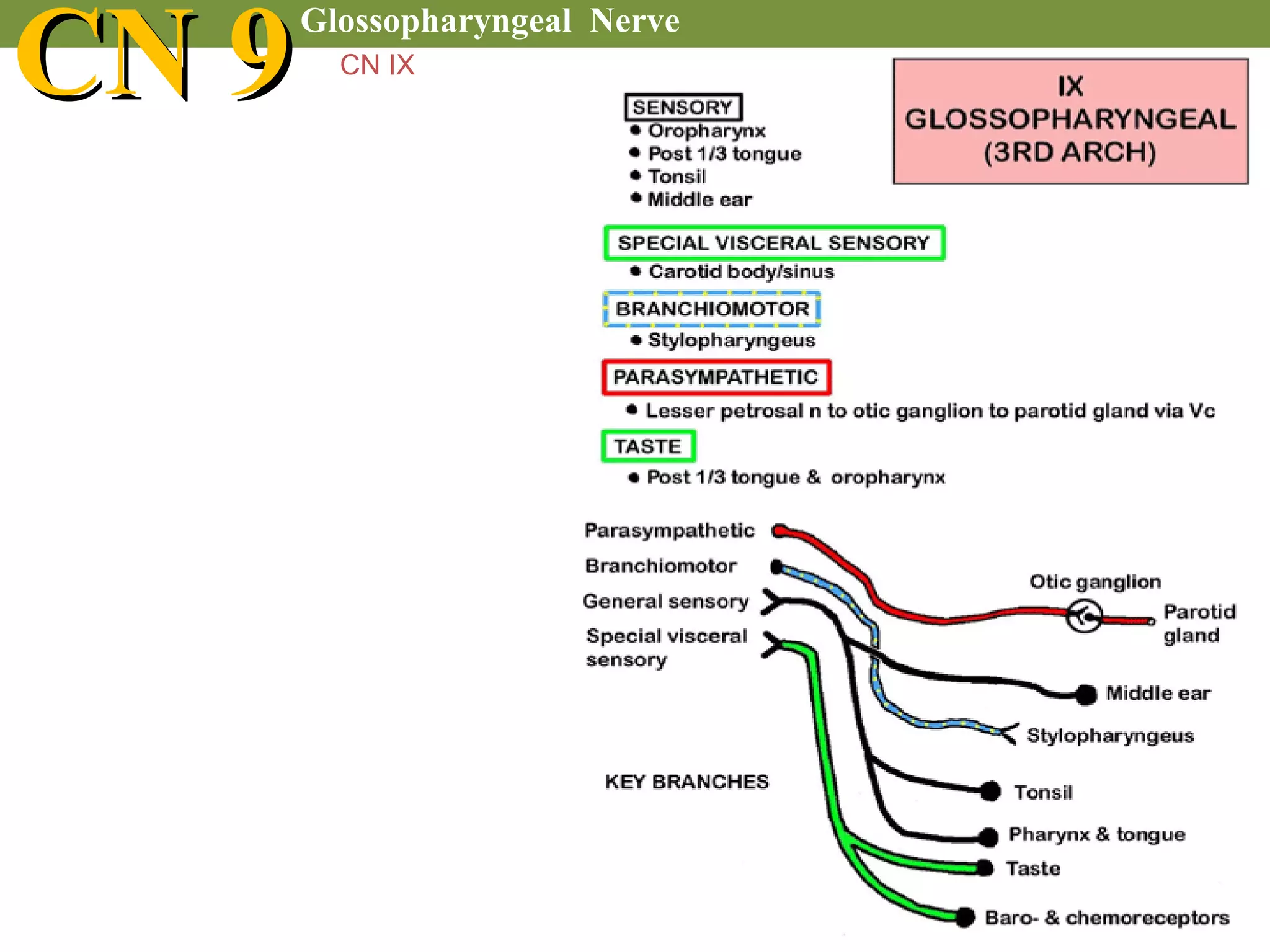 Cranial nerve examination | PPT