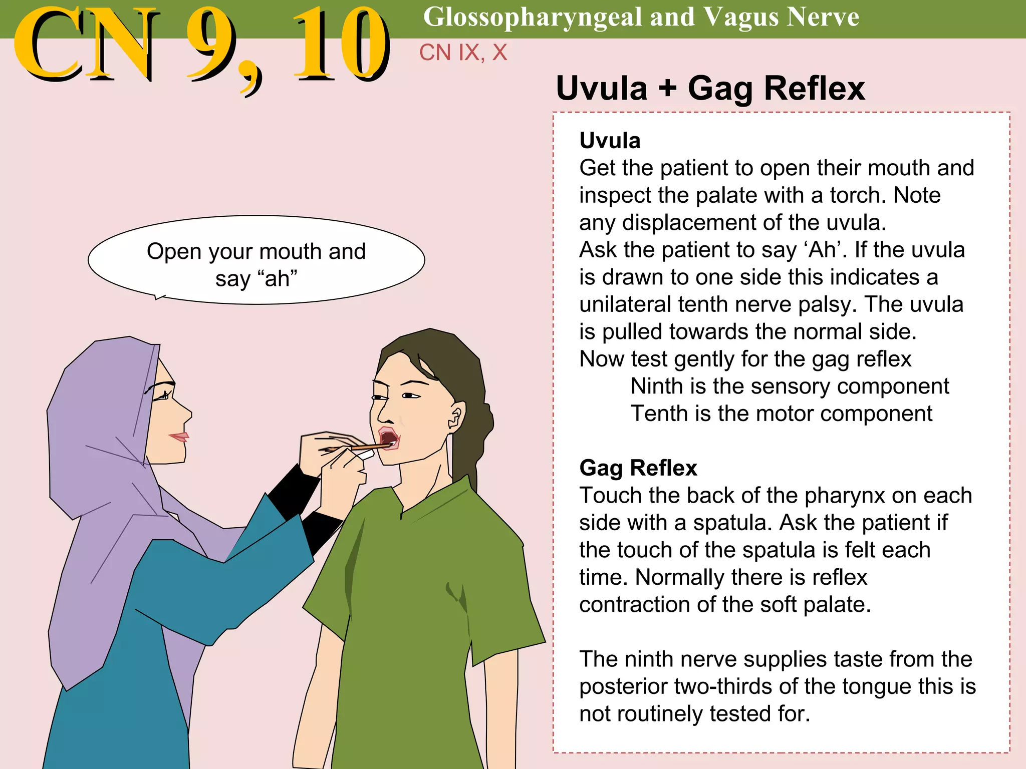 Cranial nerve examination | PPT