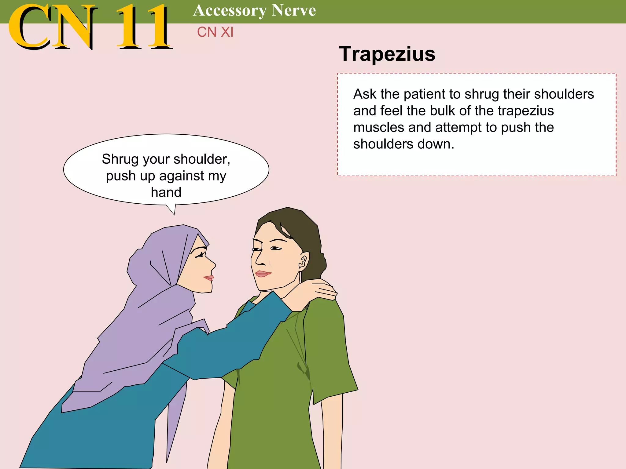 Cranial nerve examination | PPT