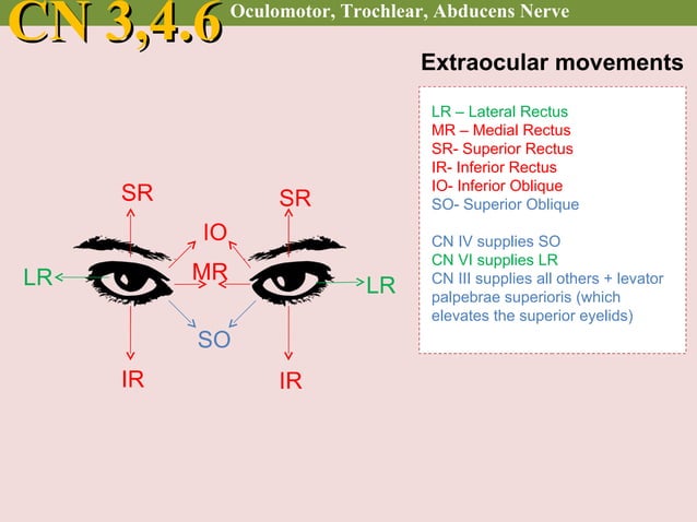 Cranial nerve examination | PPT | Eye and Vision Conditions | Diseases ...