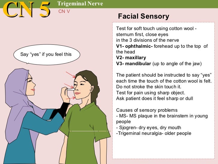 Cranial nerve examination