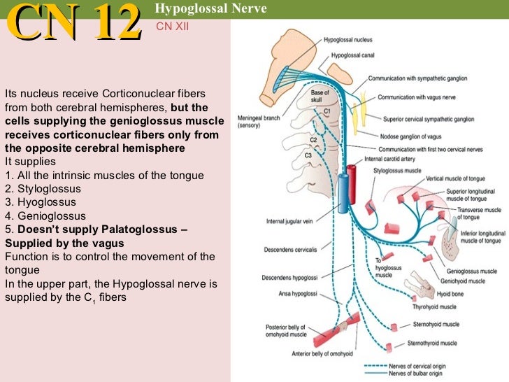 Cranial nerve examination