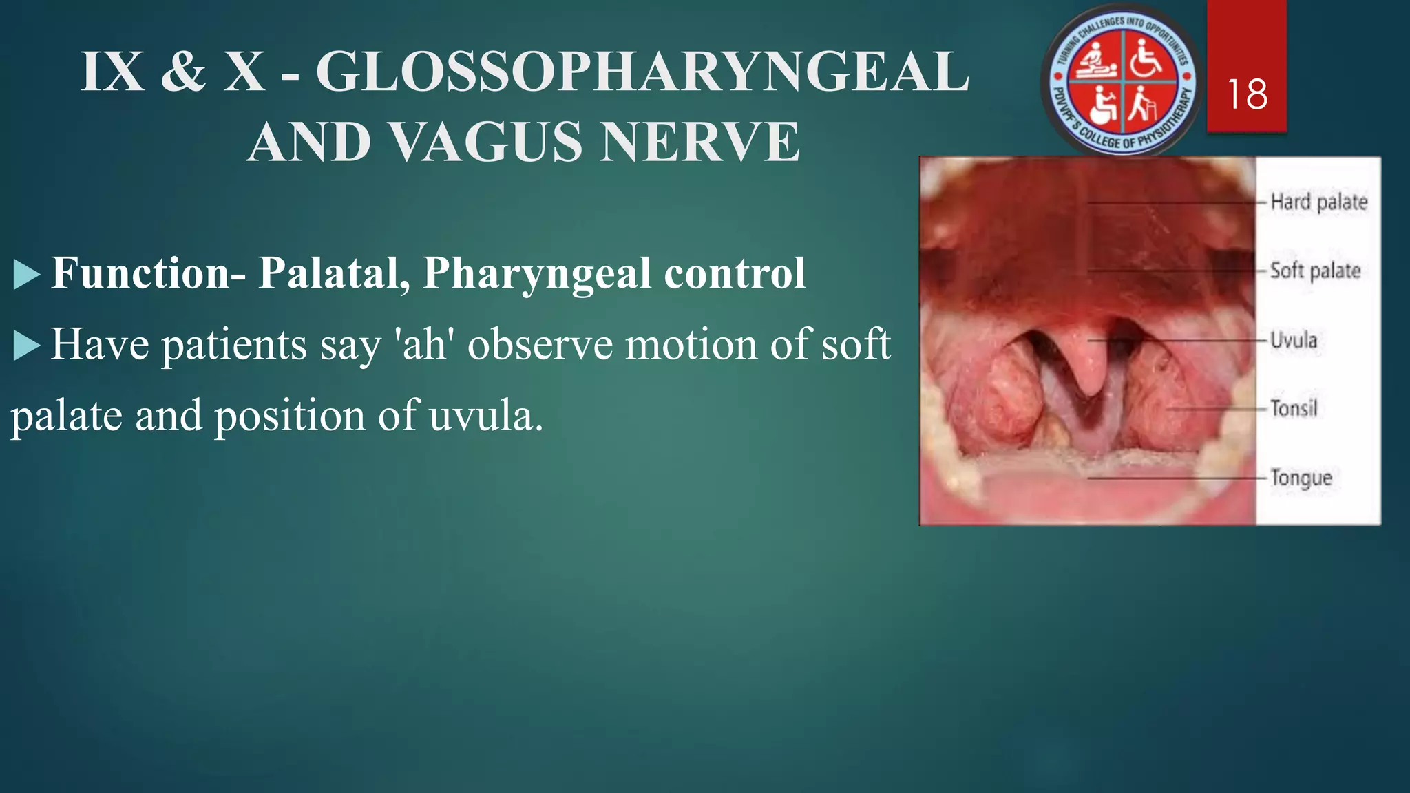 Cranial Nerve Examination | PDF