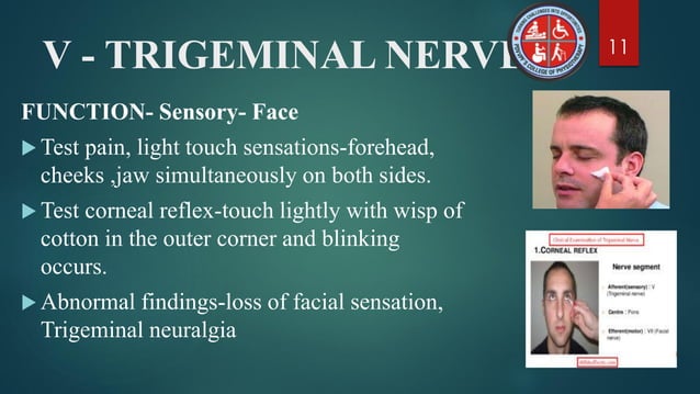 Cranial Nerve Examination | PDF