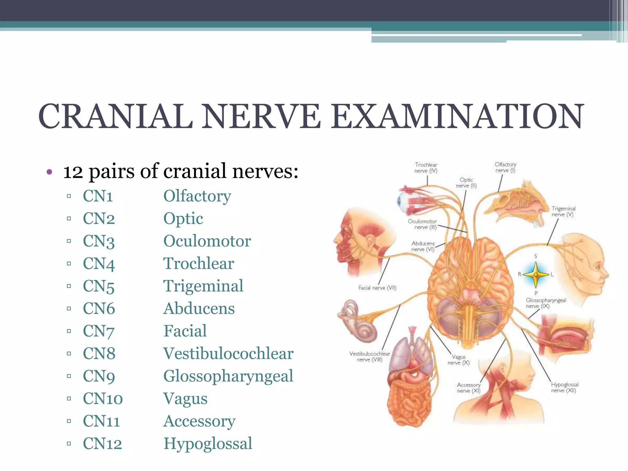 Cranial Nerve Examination.pptx
