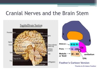 Cranial Nerve Examination.pptx