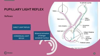 CRANIAL NERVE EXAMINATION.pptx | Ear, Nose and Throat Conditions ...