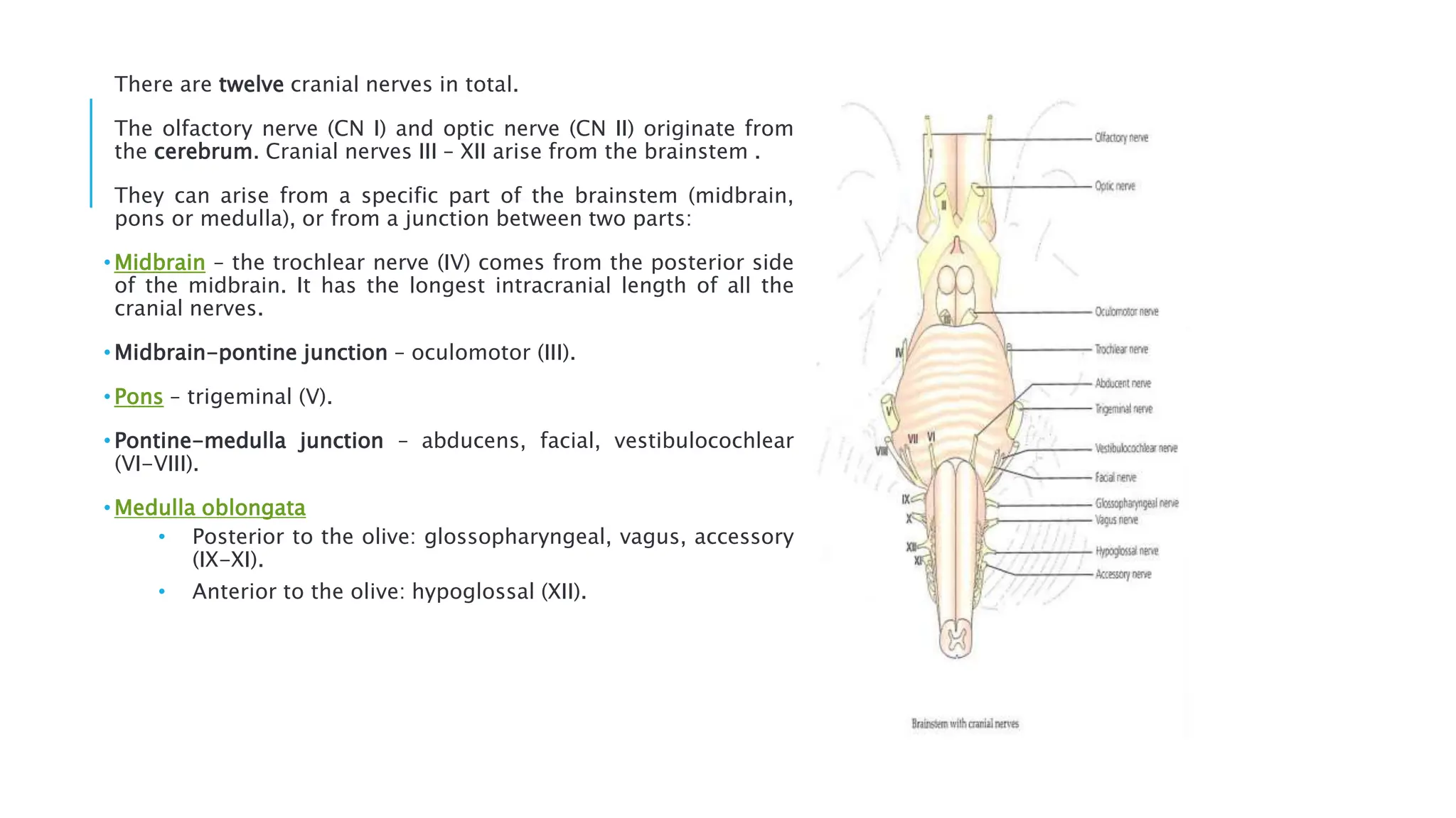 CRANIAL NERVE EXAMINATION.pptx