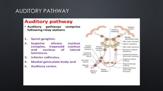 Cranial Nerve Examination for mbbs .pptx | Ear, Nose and Throat ...