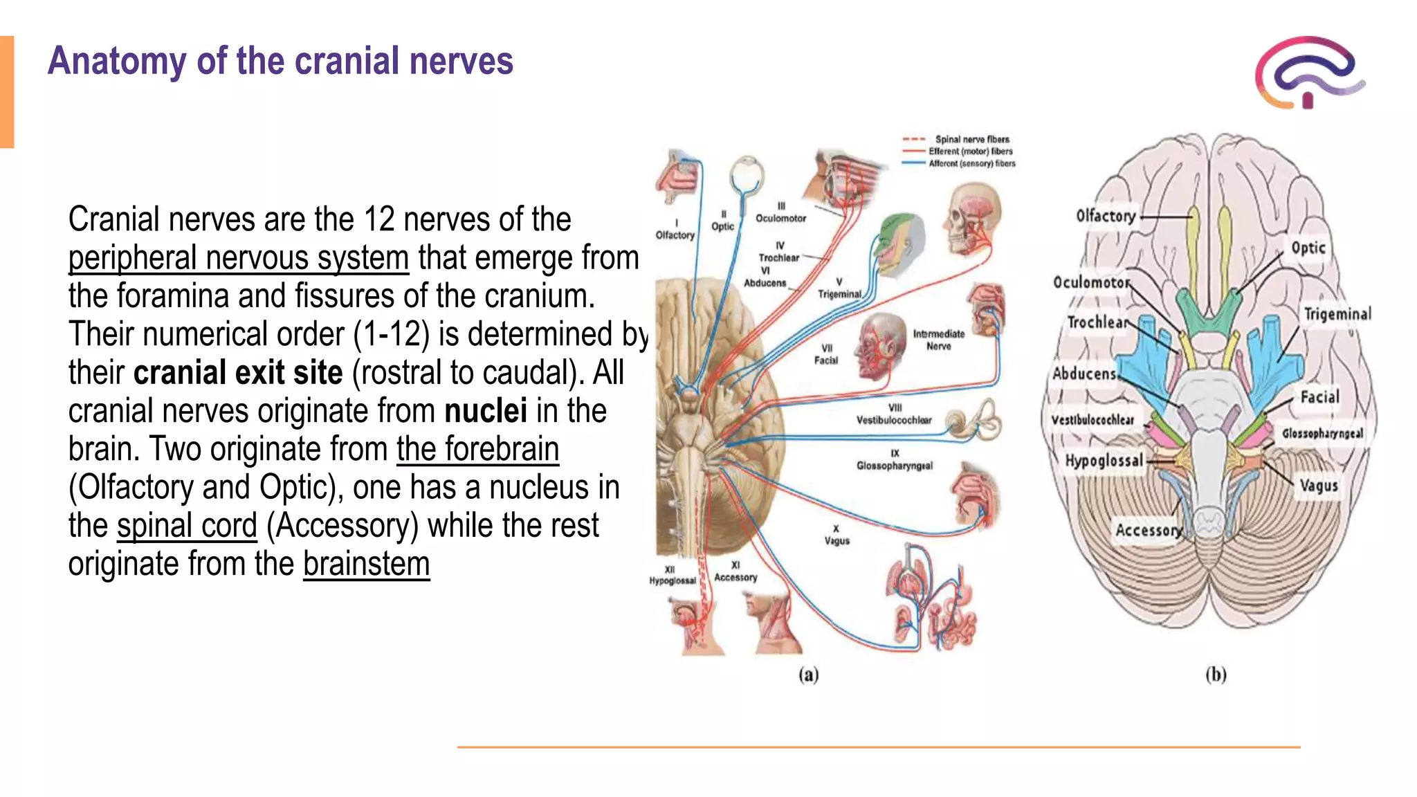 Cranial Nerve Mnemonic Diagram