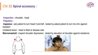 cranial nerve examination & theoritical | PPTX