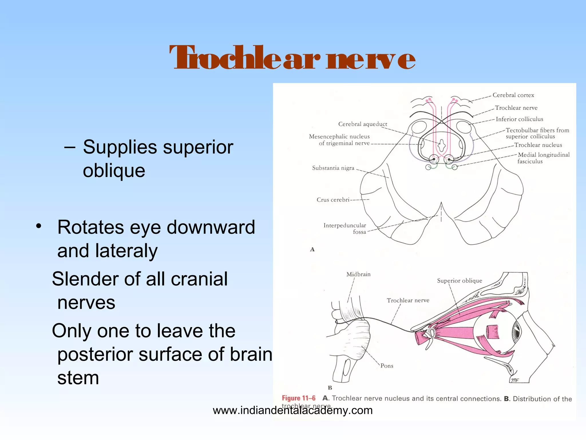 Cranial Nerve Examination Dental Implant Courses Ppt