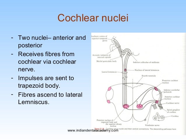 Cranial nerve examination / dental implant courses
