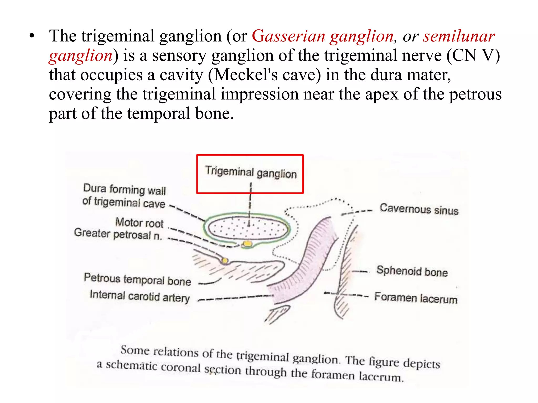 MICROSURGICAL ANATOMY OF CRANIAL NERVES | PPTX