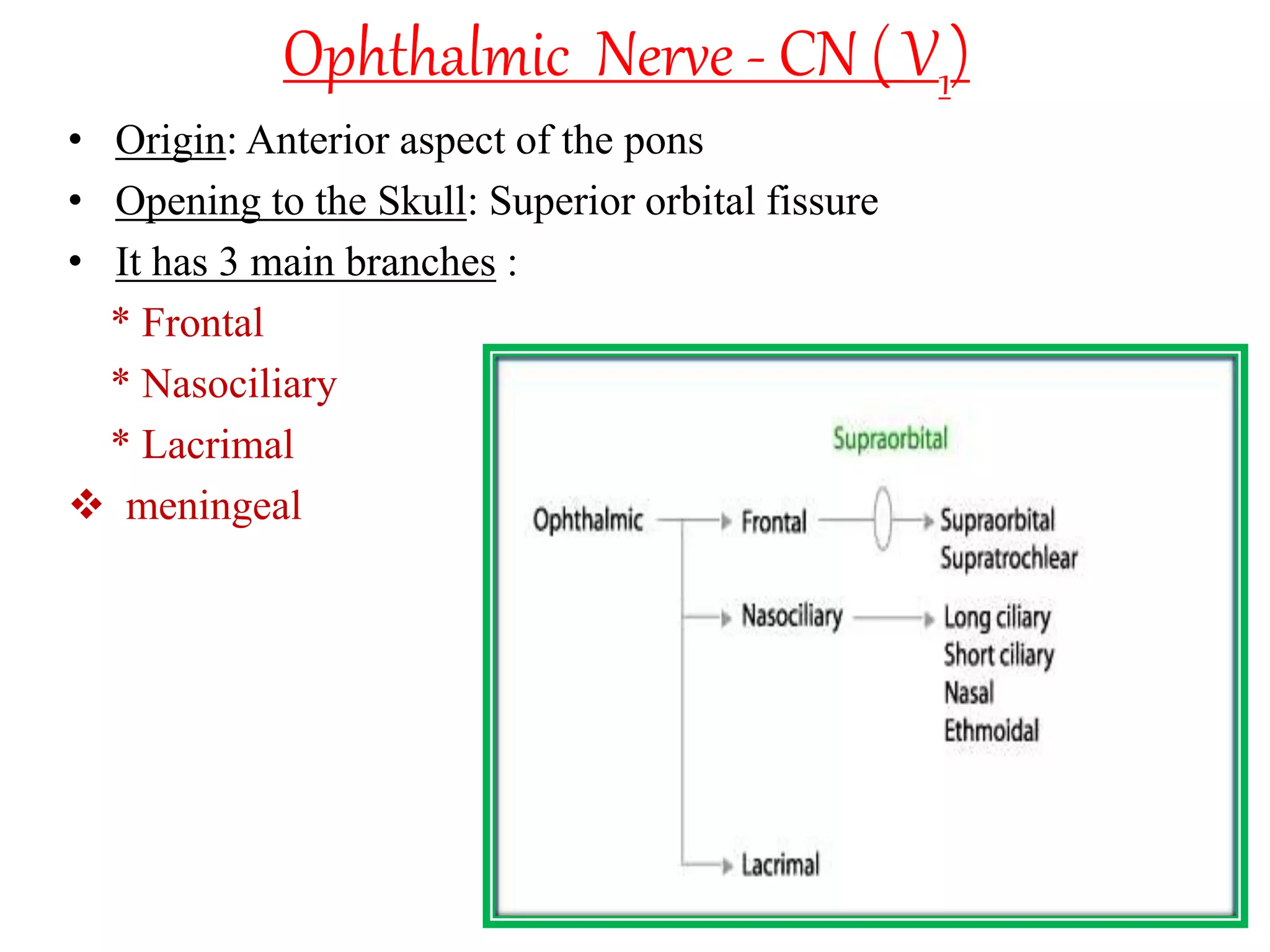 MICROSURGICAL ANATOMY OF CRANIAL NERVES | PPTX