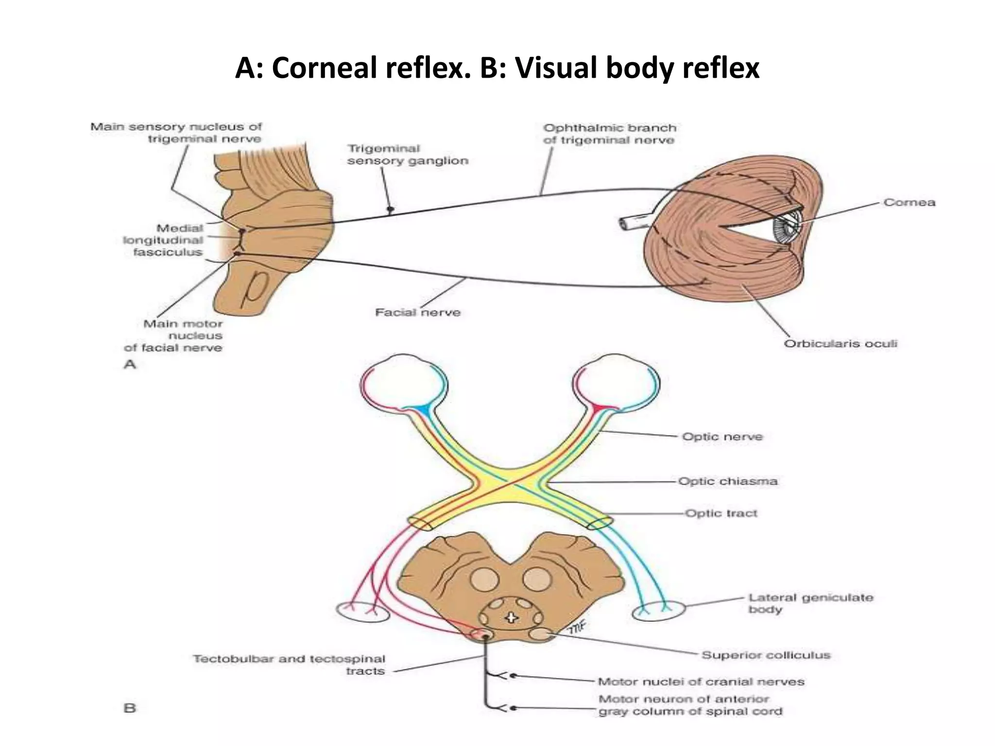 MICROSURGICAL ANATOMY OF CRANIAL NERVES | PPTX