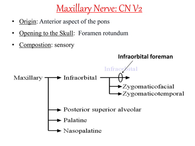 MICROSURGICAL ANATOMY OF CRANIAL NERVES | PPTX