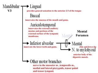 MICROSURGICAL ANATOMY OF CRANIAL NERVES | PPTX