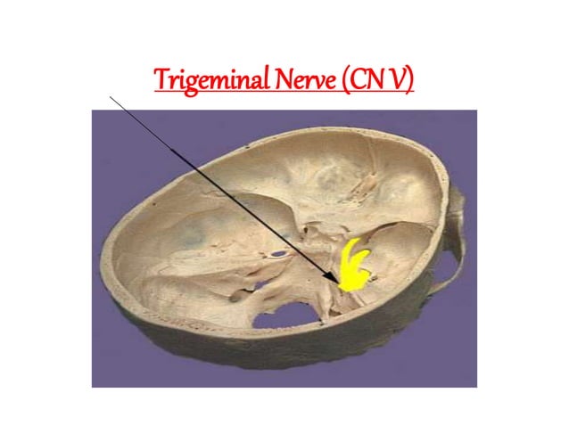 MICROSURGICAL ANATOMY OF CRANIAL NERVES | PPTX