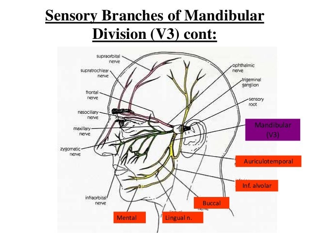 MICROSURGICAL ANATOMY OF CRANIAL NERVES