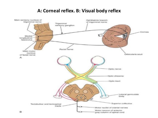 MICROSURGICAL ANATOMY OF CRANIAL NERVES