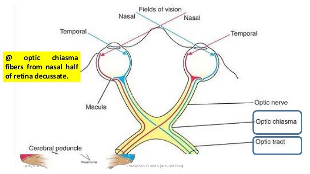 Cranial nerve I and II
