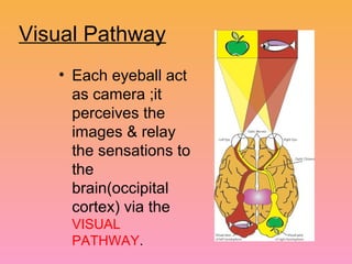 visual pathway | PPT | Eye and Vision Conditions | Diseases and Conditions