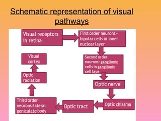 visual pathway | PPT | Eye and Vision Conditions | Diseases and Conditions