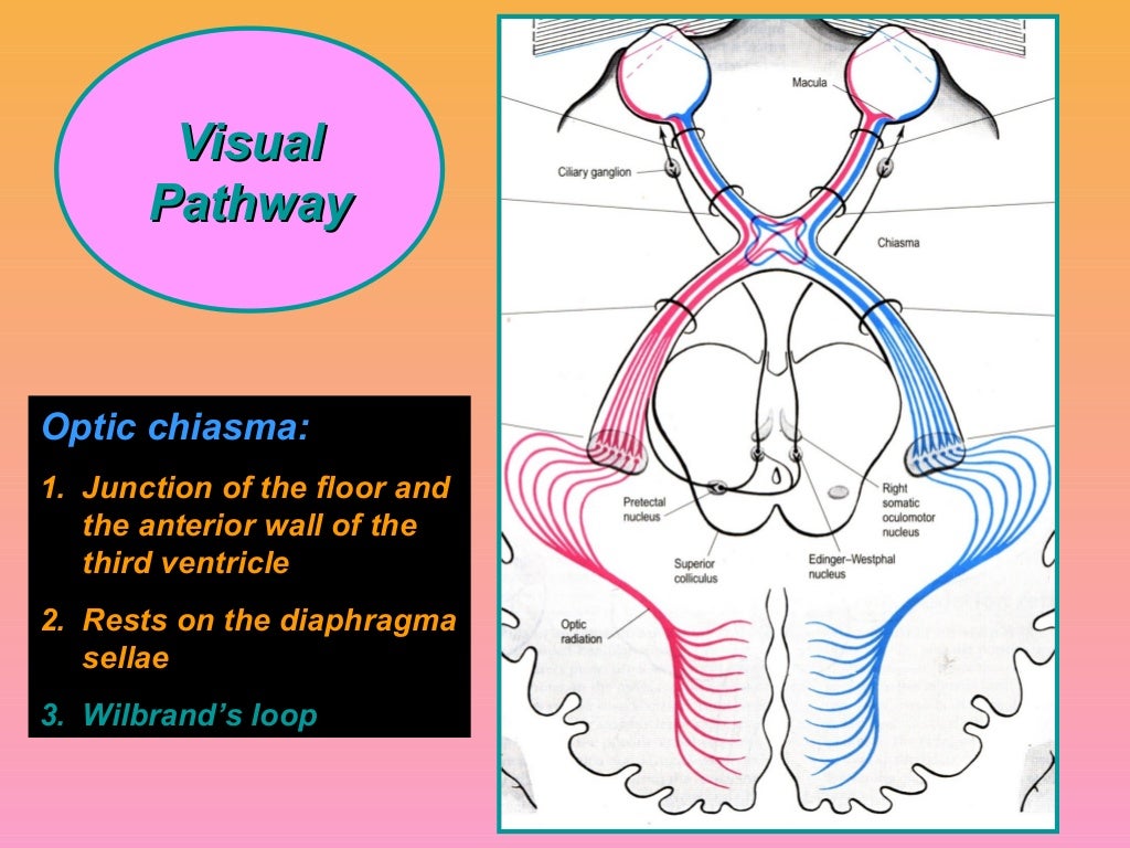 Visual Pathway visual-pathway